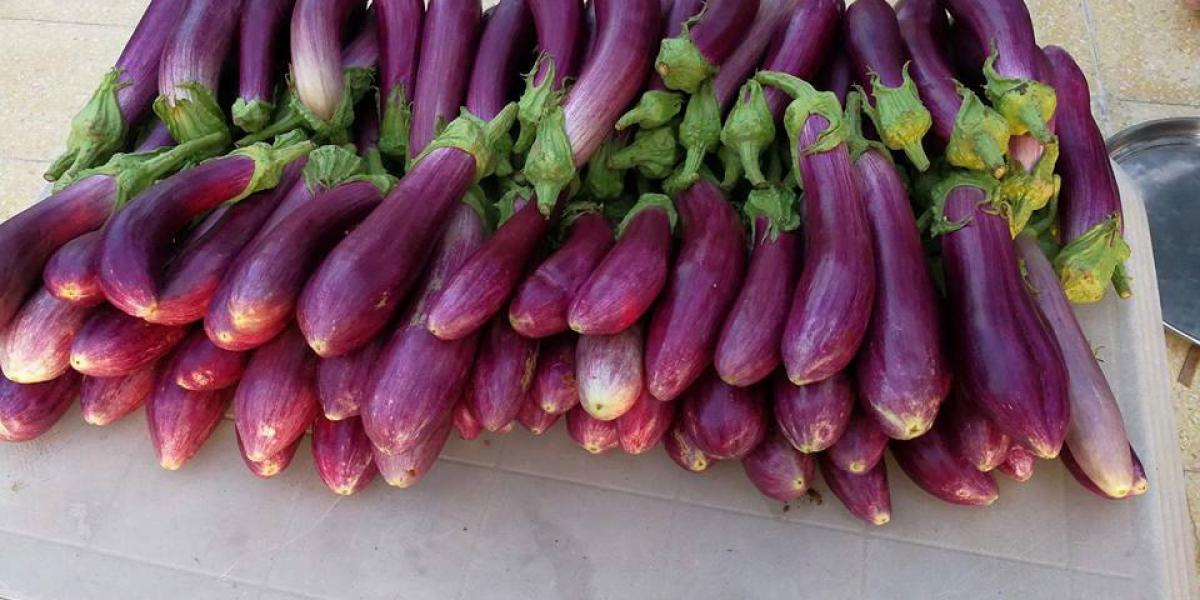 APN Strives to Encourage the Use of Local Seeds in Palestine | The Arab ...