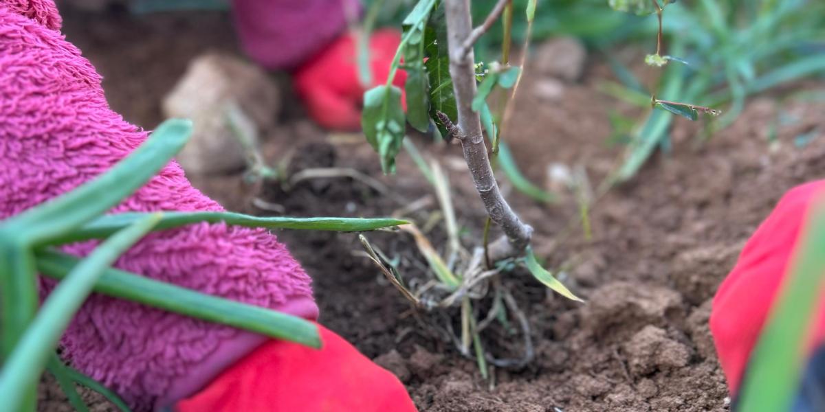 American Community School Students Plant 100 Fruit Trees in Badr-Amman ...