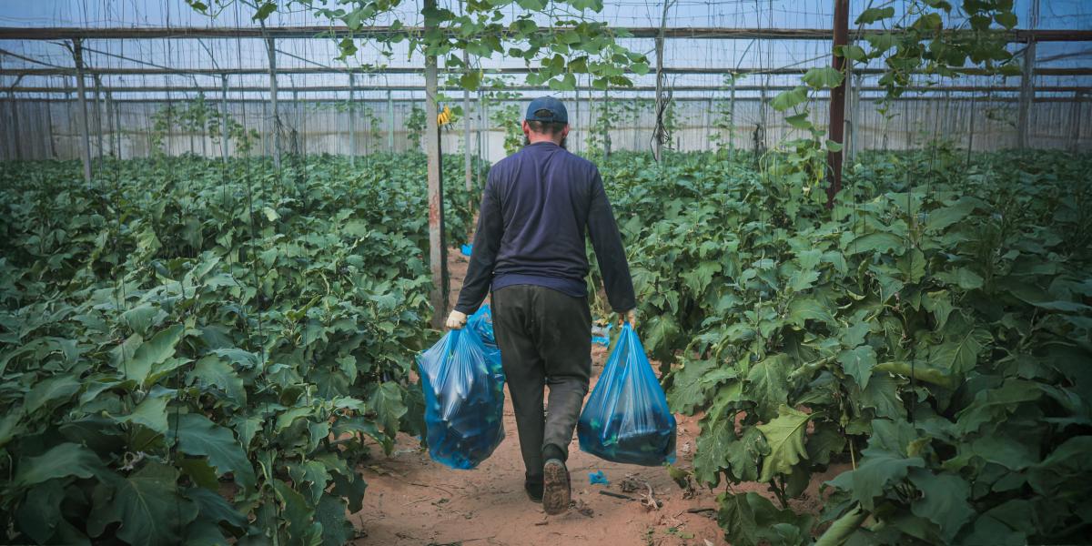 "Revive Gaza’s Farmland" Continues Agricultural Activities and Achieves ...