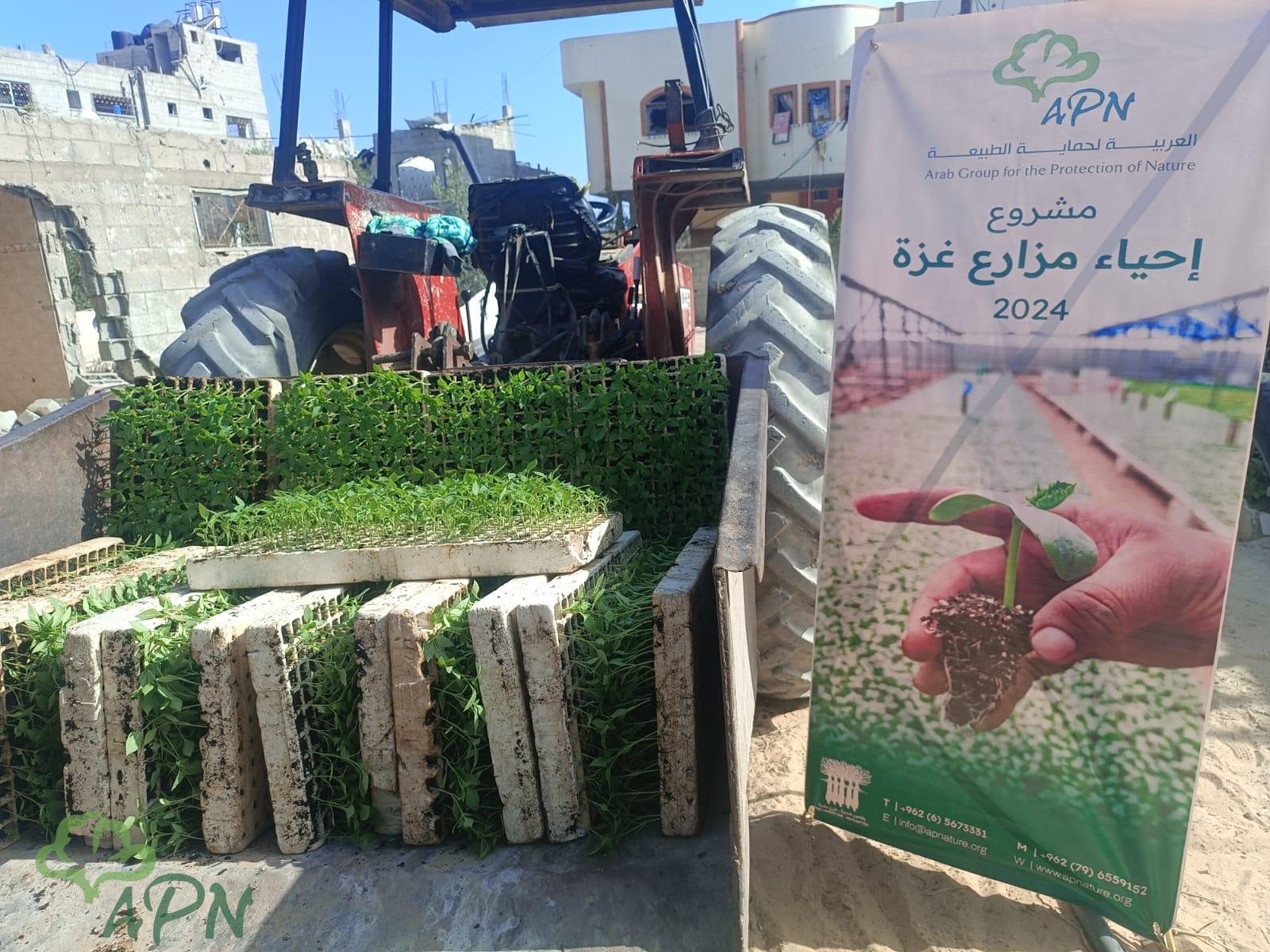 "Revive Gaza’s Farmland" Project Supports 62 Farmers in Planting 169 ...