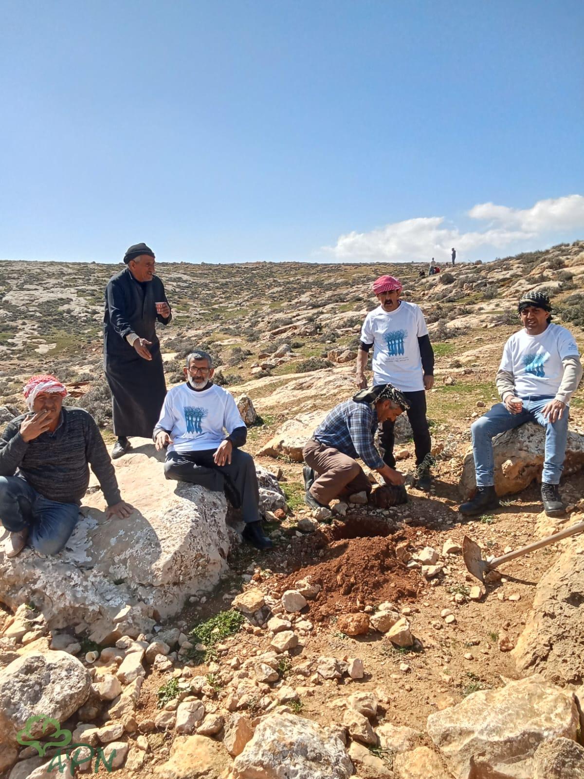 Responding to Farmers' Call: 600 Olive Trees Planted in Al-Minya