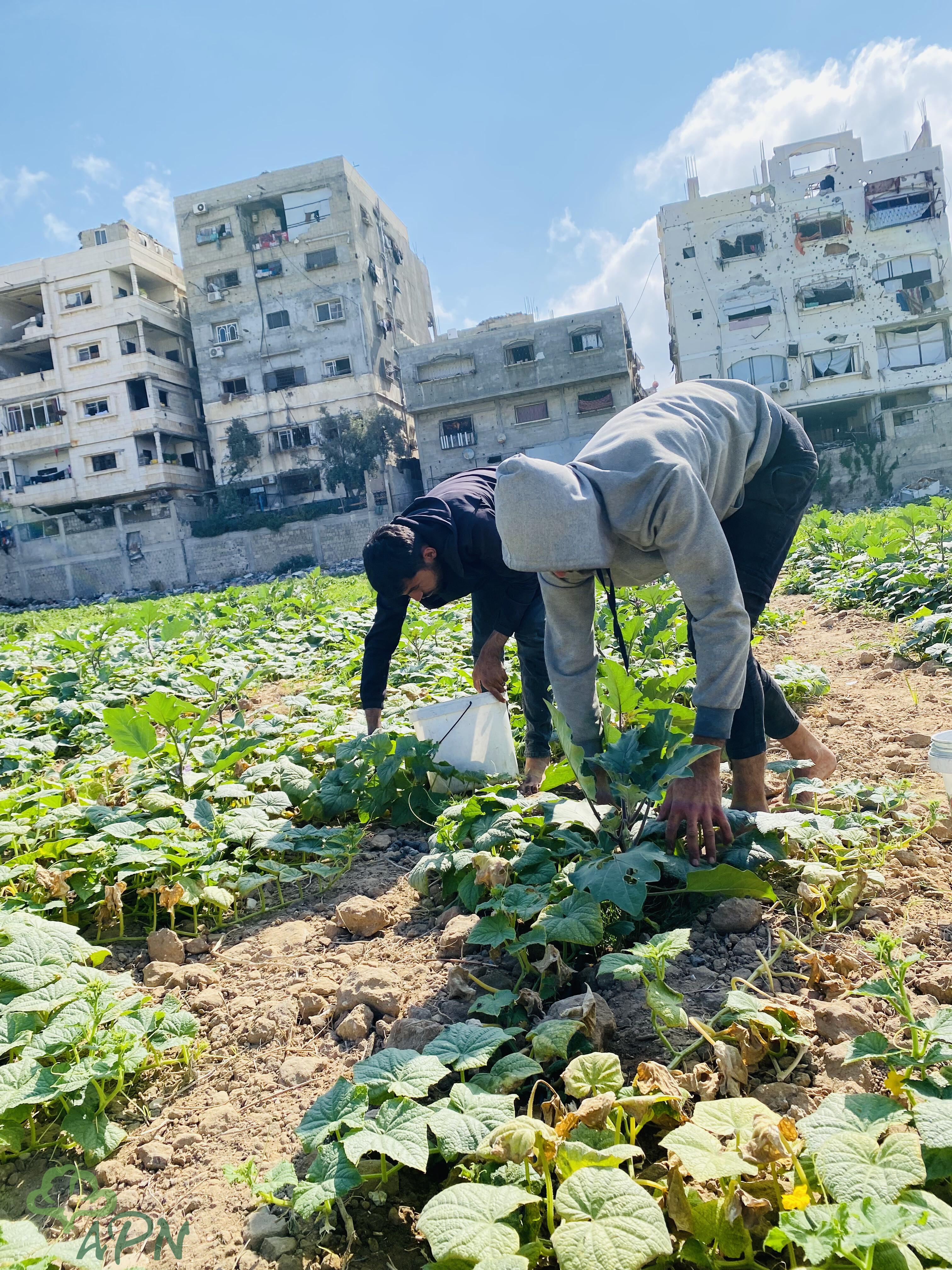 "Revive Gaza’s Farmland" Continues Agricultural Activities and Achieves ...