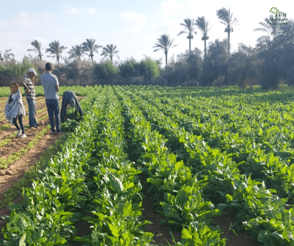 "Revive Gaza’s Farmland" Continues to Restore Agricultural Lands in the ...