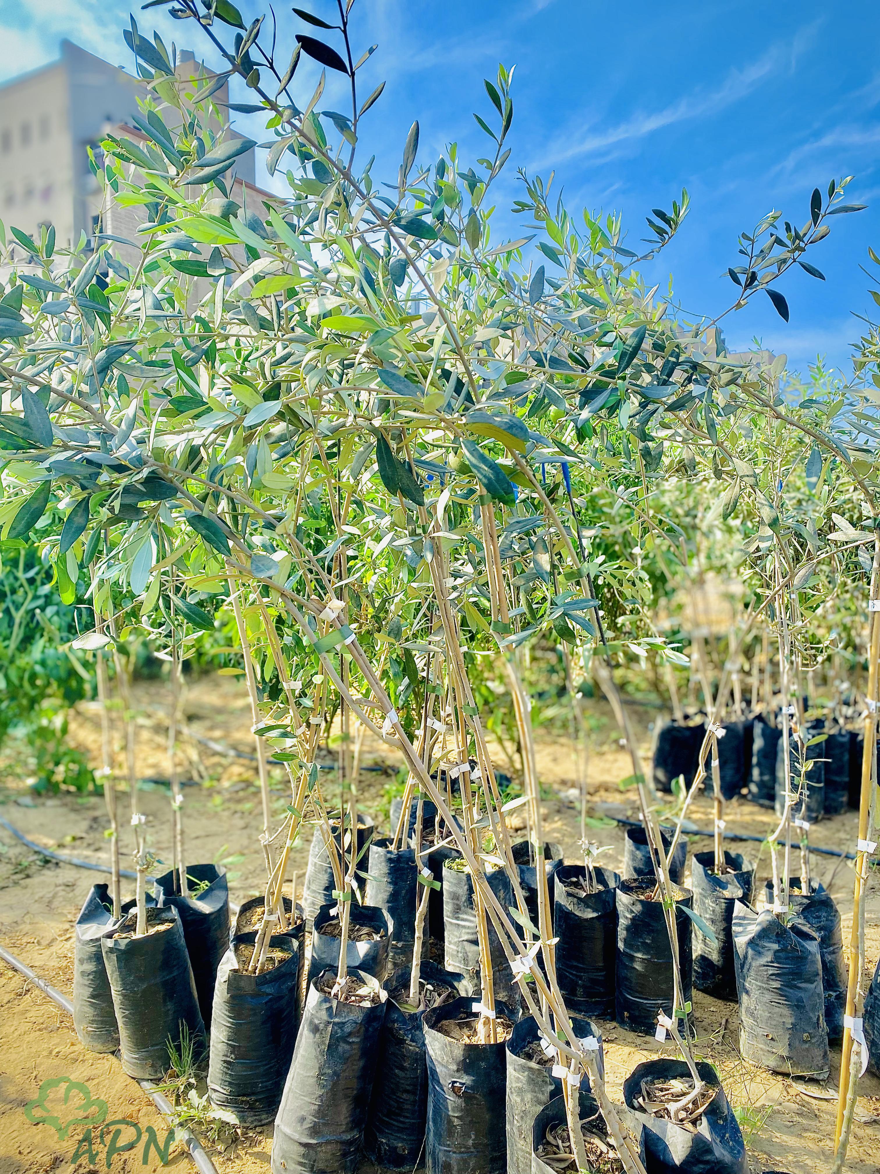 Reviving Life in Gaza: Al Wafa Well Brings Water and Hope to Thousands