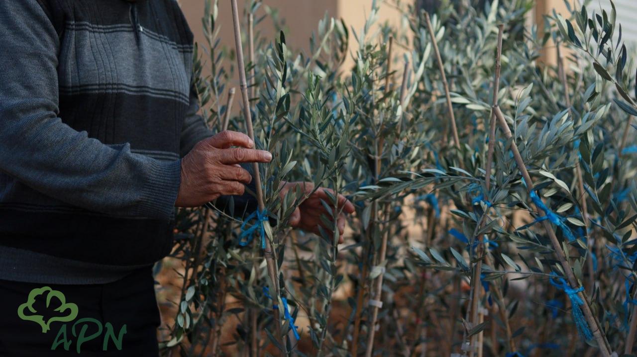 “Together for Lebanon’s Olives” Cultivates 10,000 Olive Trees Under the ...
